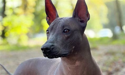 Leyenda Del Xoloitzcuintle El Perro Guardián Que Guía A Los Espíritus