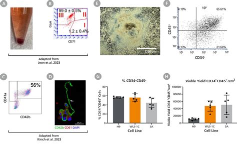 Stemdiff™ Apel™2 Medium For Psc Differentiation Stemcell Technologies