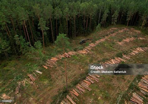 삼림 벌채 숲 및 불법 로깅 나무를 자르는 것 컷 우드의 스택 0명에 대한 스톡 사진 및 기타 이미지 0명 개발 그루터기