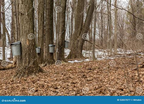 Maple Sugaring Stock Image Image Of Springtime Gather 52837077