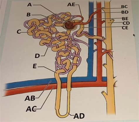 Solved Match The Following Related To The Nephron Permeable