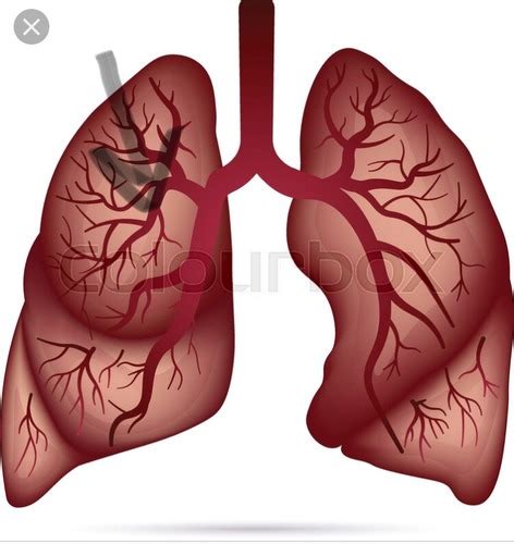 Respiratory Anatomy Flashcards Quizlet