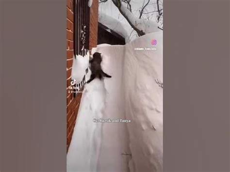 Барс-вездеКОТ Barsik- ATV #catlover #cat #catvideos - YouTube