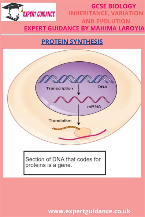 Gcse Biology Inheritance Variation And Evolution Protein Synthesis Complete Revision Summary