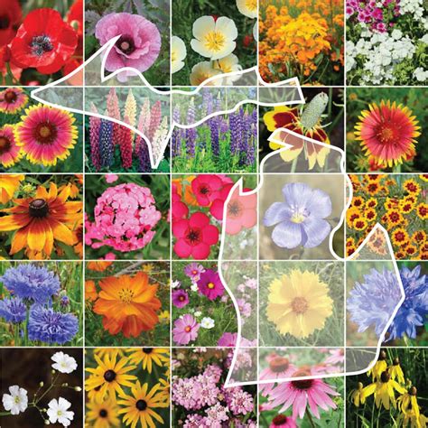 Michigan Wildflower Seed Mix Wildflower Seeds Eden Brothers