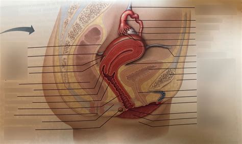 Female Reproductive System Diagram Quizlet