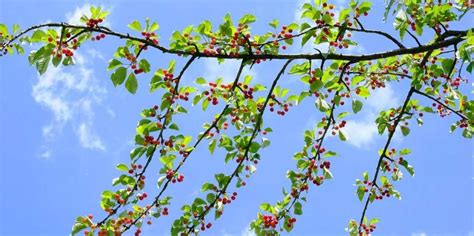 Creare Nuovo Branch Git Guida Ed Esempi Dario Capozzi