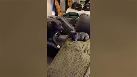 Frankie And Zoe Wont Stop Playing 😕😟😫 Youtube