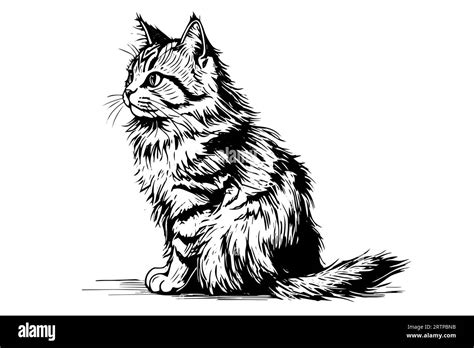 Cute Cat Hand Drawn Ink Sketch Engraving Vintage Style Vector Illustration Stock Vector Image
