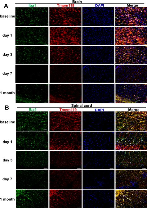 Figure 2 From Sex Specific Effects Of Microglia Like Cell Engraftment