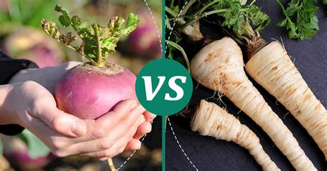 Parsnips Vs Turnip Nutrition Calories And Protein Compared Parsnips Vs Turnip Nutrition Calories And Protein Compared