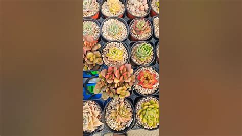 예쁘게 물들고있는 다육이 아가들 Youtube