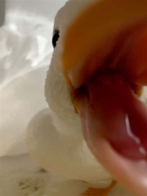 [100 ] Funny Duck Pictures