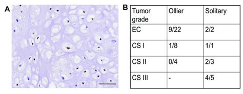 Nipbl Protein Expression A Example Of Nuclear Expression Of Nipbl In