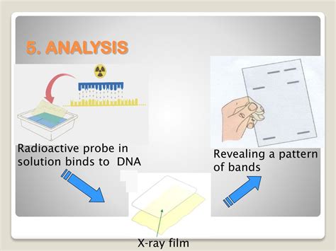 PPT DNA PROFILING PowerPoint Presentation Free Download ID