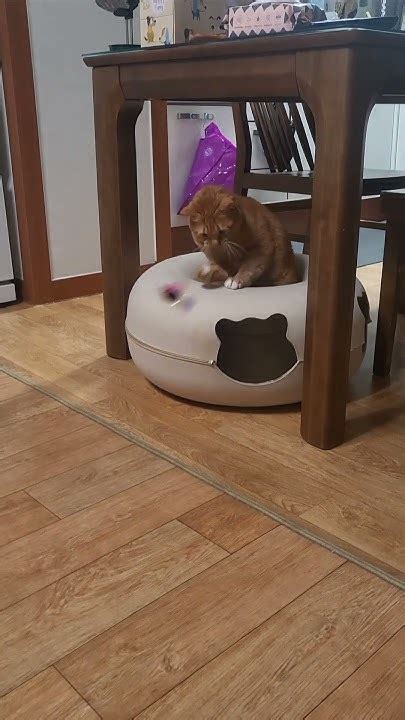 참지 못한 코코 Youtube