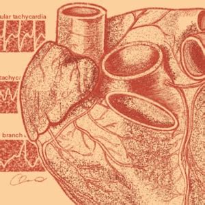 Cardiology Heart Anatomy Iphone Wallpaper And Background Orange Beige