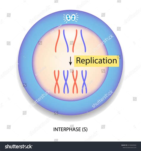 Replication Process Nucleus Interphase Stock Vector Royalty Free 1618660960 Shutterstock