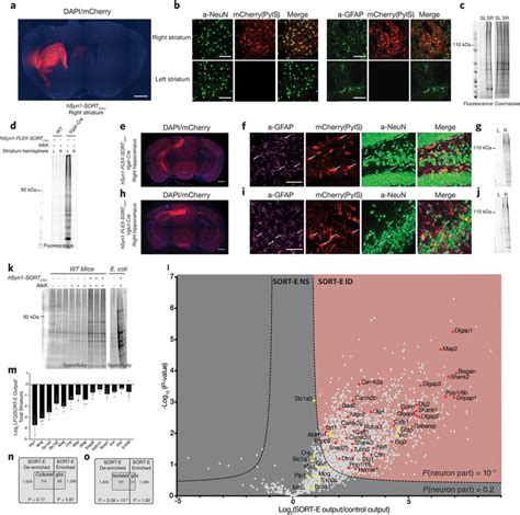 Spatially Controlled Cell Type Specific Labeling In Live Mice A