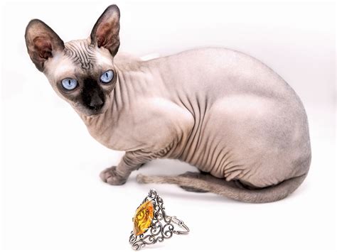 Cat Sphinx Portrait Free Photo On Pixabay Pixabay