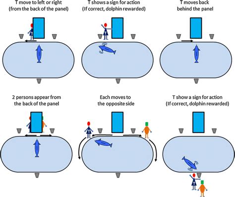 Schematic Diagram Of The Baseline Upper And Test Lower Trials In