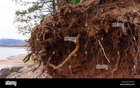 Tree Roots Underground Stock Photos Tree Roots Underground Stock Images Alamy