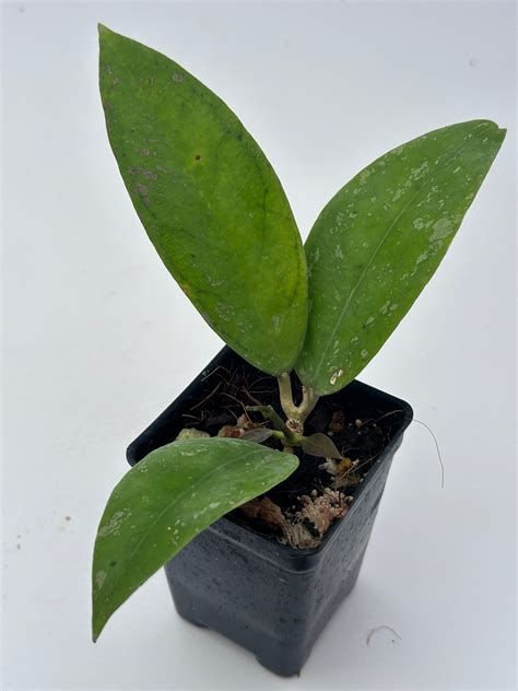 Hoya Hoya And More Hoya Page 2 Nest Tropicals