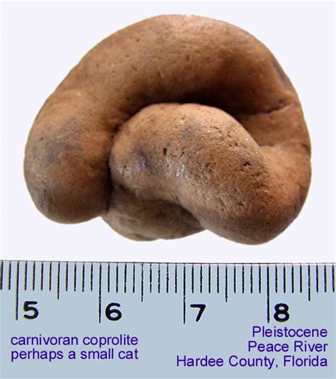 Coprolite Identification Fossil Id The Fossil Forum