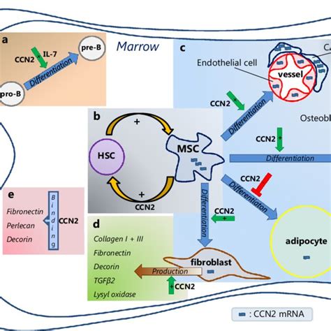 ccn2 in the bone marrow microenvironment ccn2 mrna depicted by is