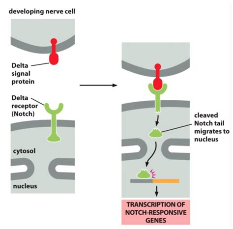 Exam 5 Signal Transduction Flashcards Quizlet