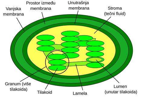Labeled Chloroplast Diagram Zen Lace