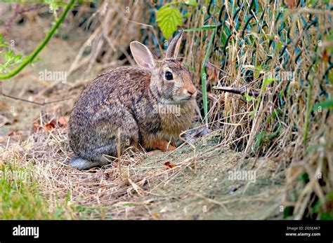 Brush For Rabbits At Mary Bevis Blog
