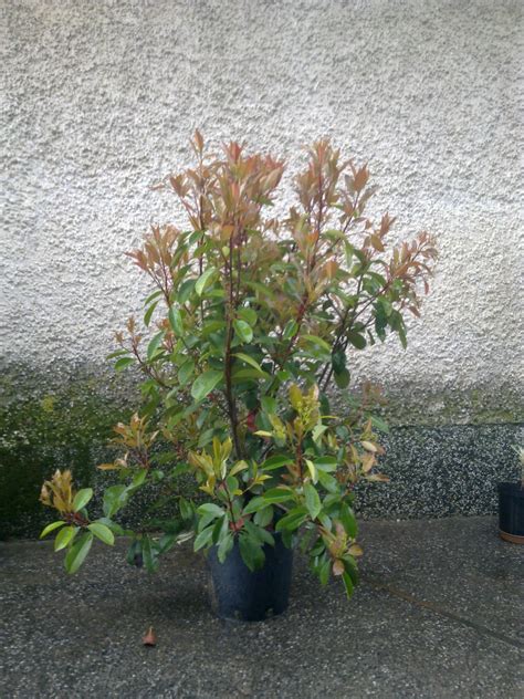 Фотиния – Черевен Рубин (Fotinia Red Robin)