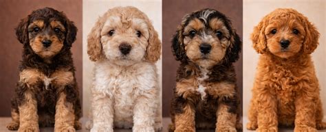 Cockapoo Types And Variations Cockapoo Joy