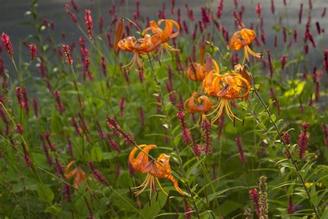 Great Companion Plants For Your Crocosmia Artofit