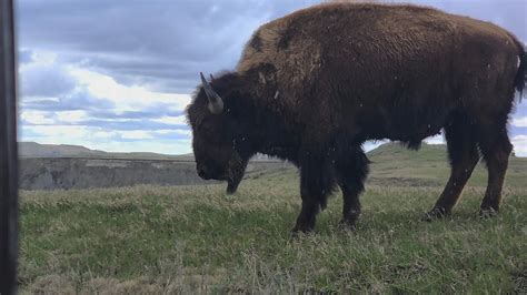 აპრილის თოვლი და ბიზონები 😀 Youtube