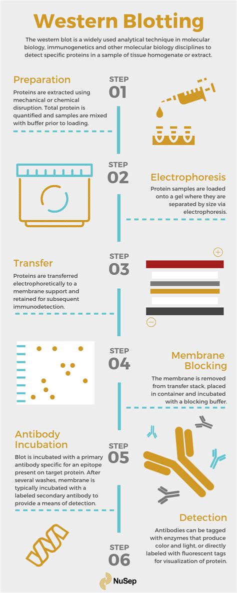 Steps To Western Blotting Nusep Protein Discovery Forum