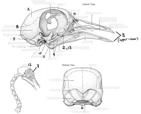 Internal Anatomy Flashcards Quizlet
