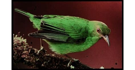 Oledworks Awarded Dod Contract For High Brightness Oled Display Development