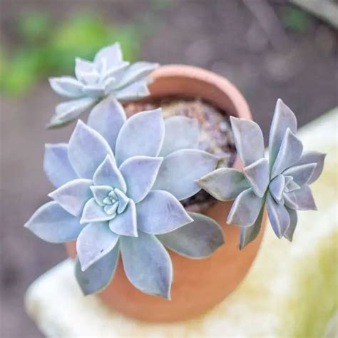 75 Common Types Of Succulents With Pictures And Names