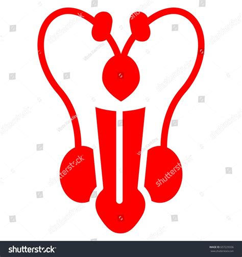 Male Reproductive System Stock Vector Royalty Free Shutterstock
