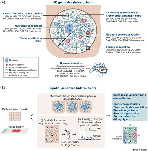 The Era Of D And Spatial Genomics Trends In Genetics