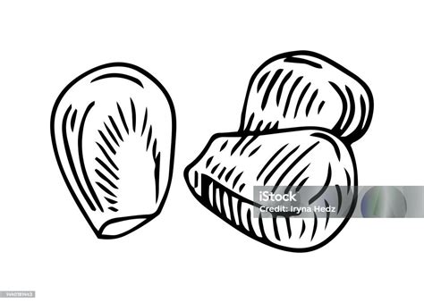 옥수수 시리얼 작물 곡물 개요 아이콘 벡터 일러스트 레이 션 단색으로 그려진 옥수수 씨앗 달콤한 옥수수 농부 야채의 커널