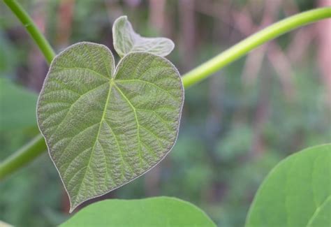 흐릿한 정원 배경에 있는 오동나무 토멘토사 나무의 하트 모양 잎 프리미엄 사진