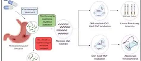 Crispr Based Diagnostic Test To Detect Ulcer Gastric Cancer Causing Bacteria