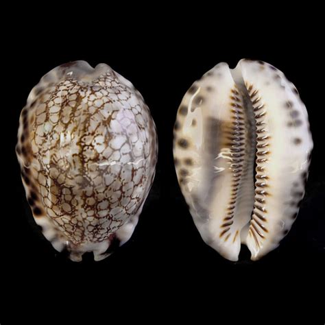 Cypraea Maculifera