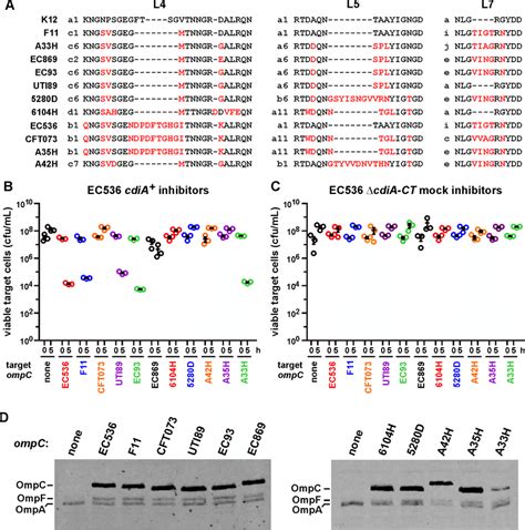 e coli ompc polymorphism restricts the target cell range of
