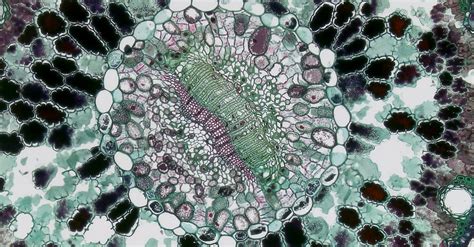 과학 과학적 발견 과학적 이미지 과학적 탐구 광합성 교육 이미지 교차 구역 목부 미생물학 미세한 생명 과학 생물 다양성 생물학 생물학 연구 생물학적