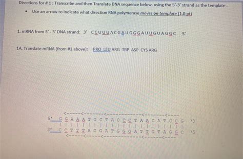 solved directions for 1 transcribe and then translate dna