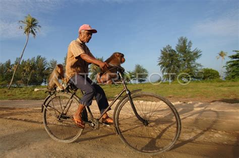 Sekolah Tinggi Ilmu Beruk Antara Foto